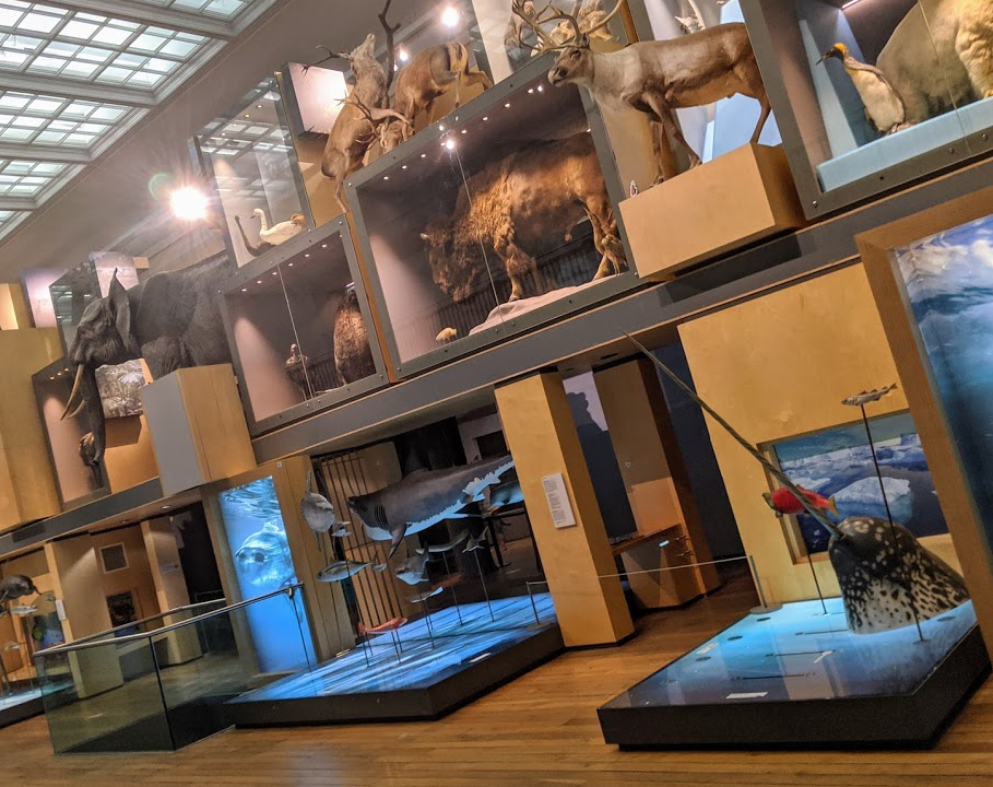 Great North Museum, Hancock – Babies in Museums